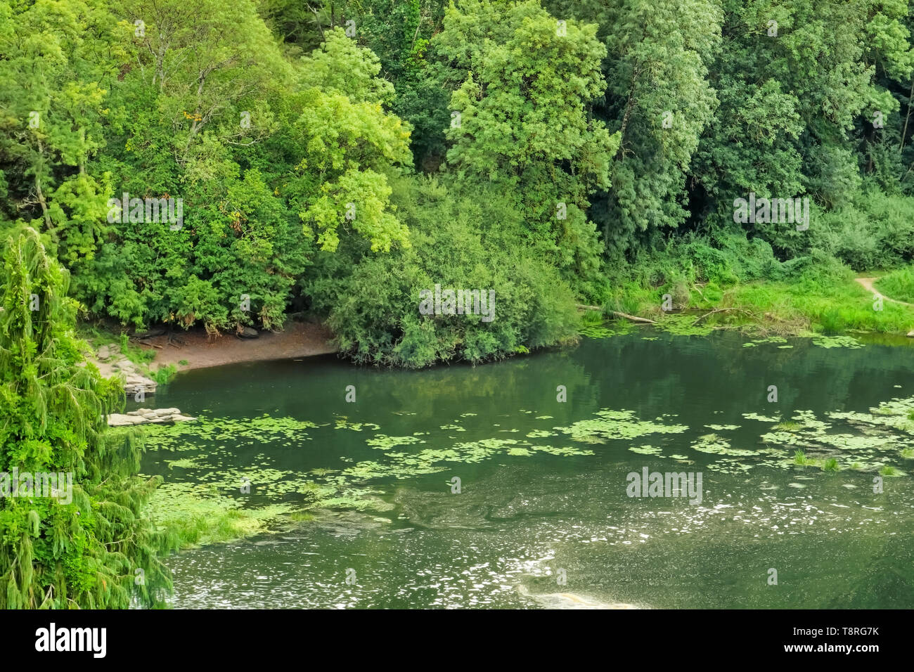 Beautiful view of pond in forest Stock Photo - Alamy