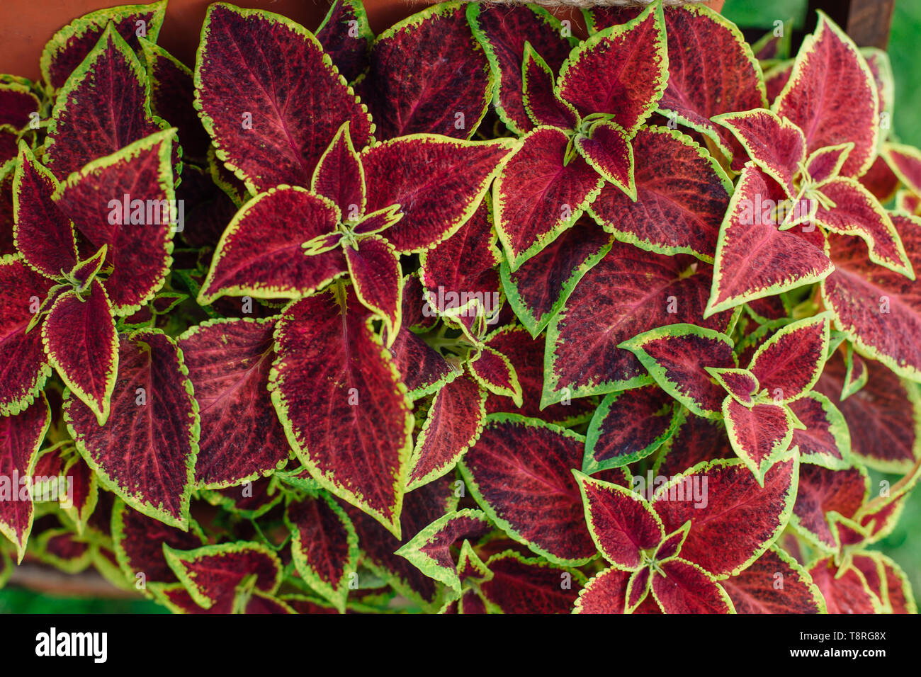 Coleus flower foliage background. Beautiful perspective of natural red ...