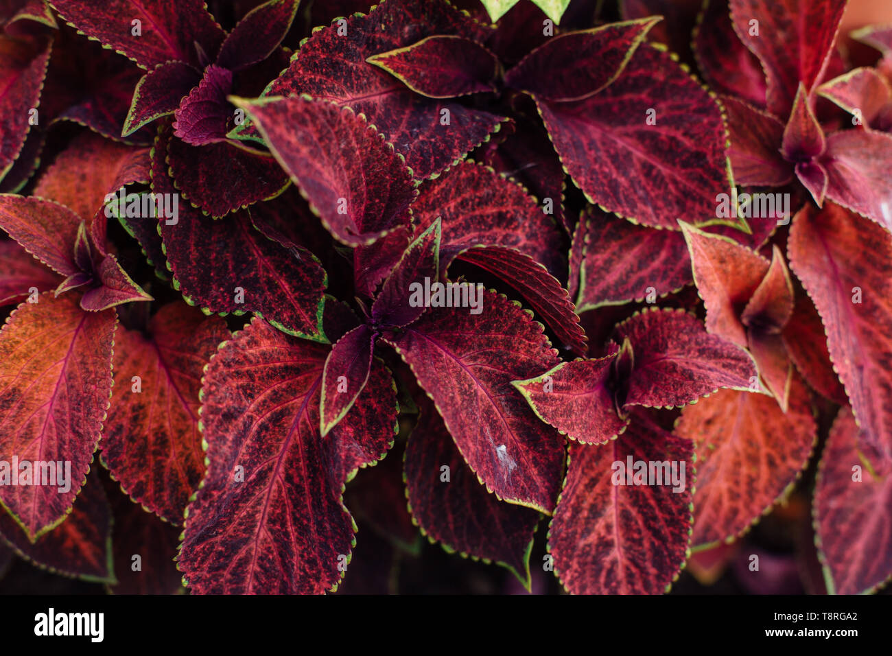 Coleus flower foliage background. Beautiful perspective of natural red ...