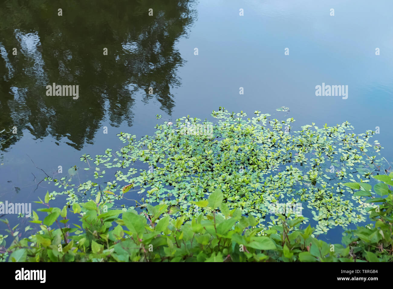 Beautiful pond in park on summer day Stock Photo - Alamy