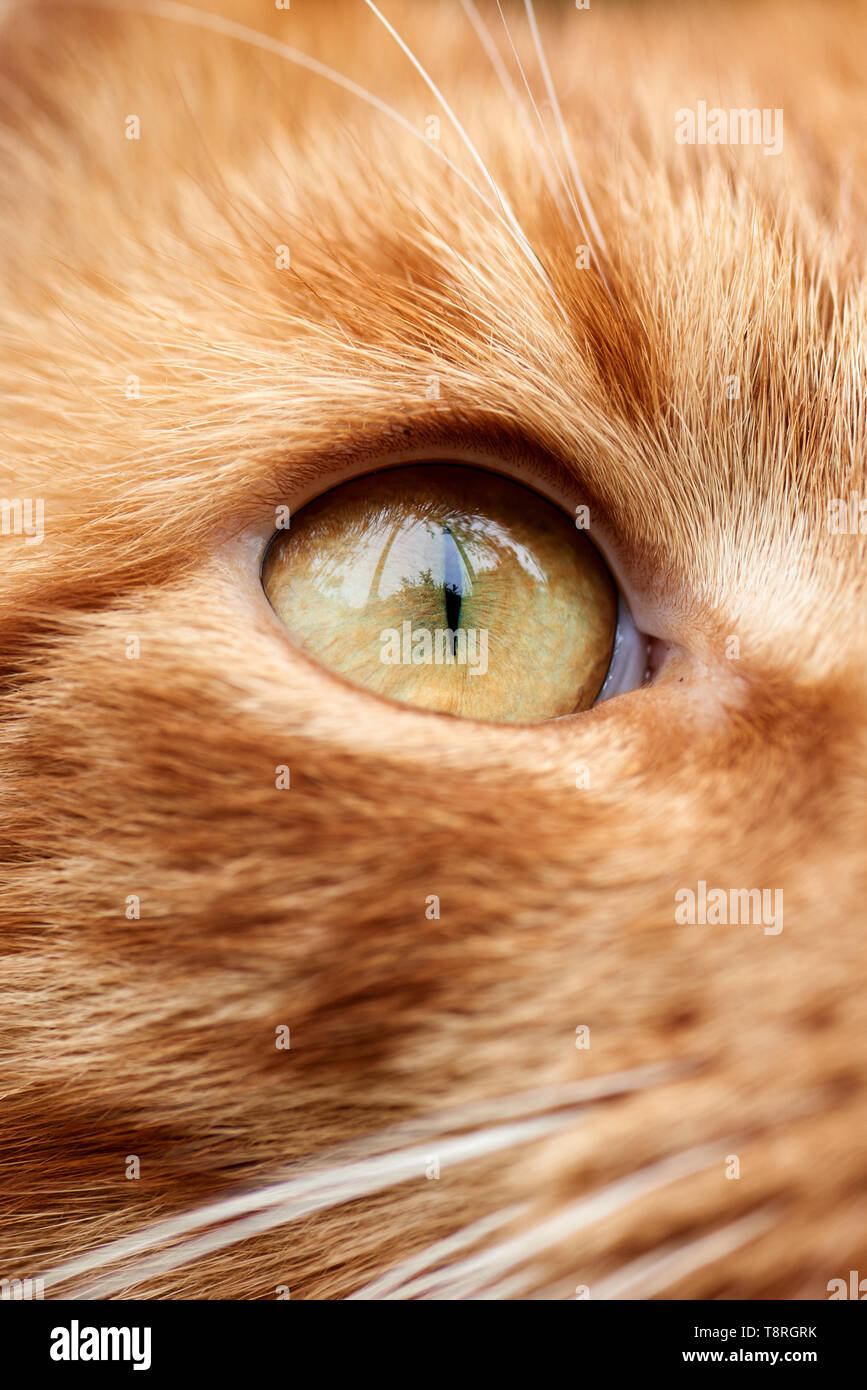Ginger cat eye close up hi-res stock photography and images - Alamy
