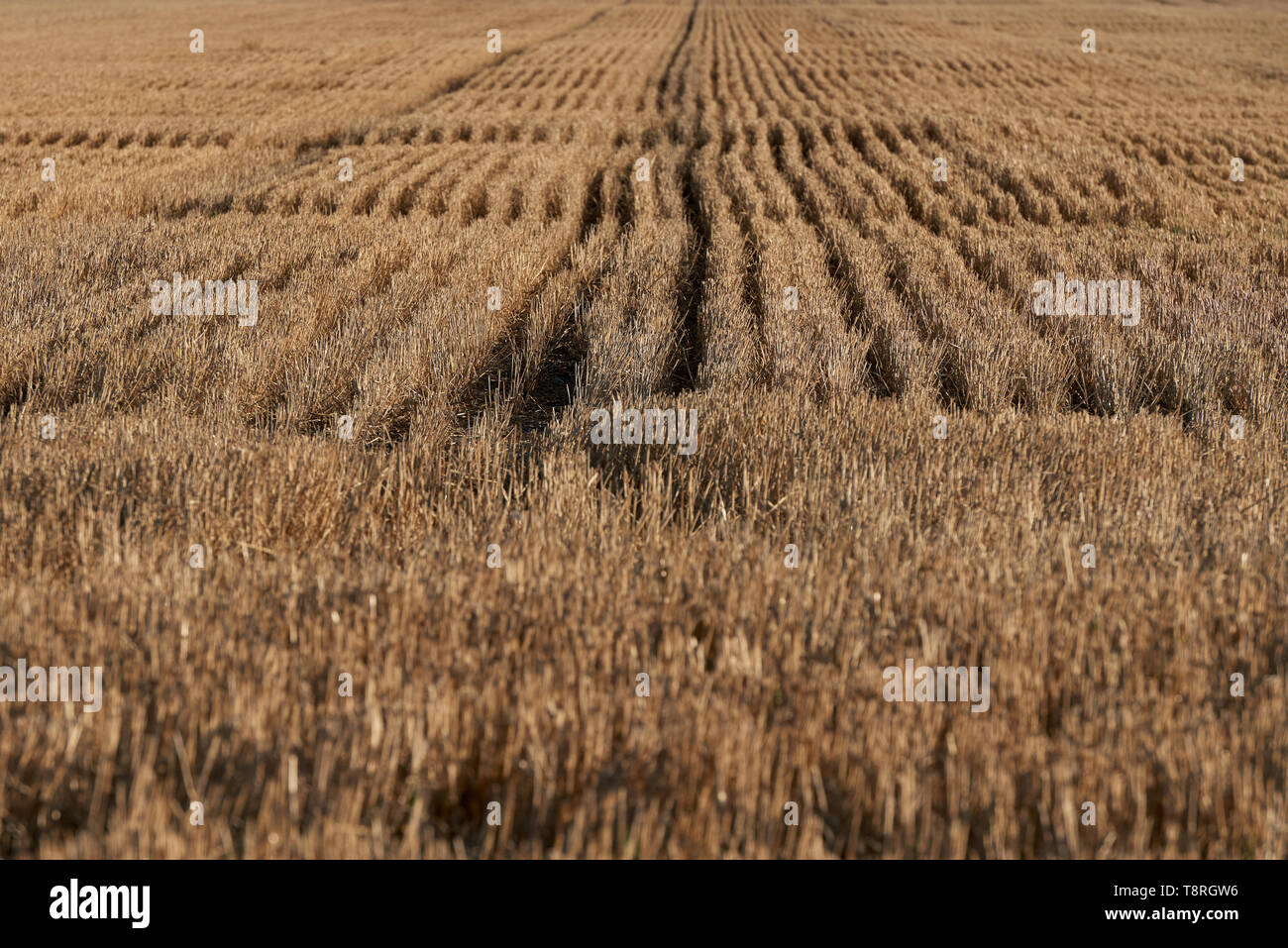 Australian wheat harvest hi-res stock photography and images - Alamy