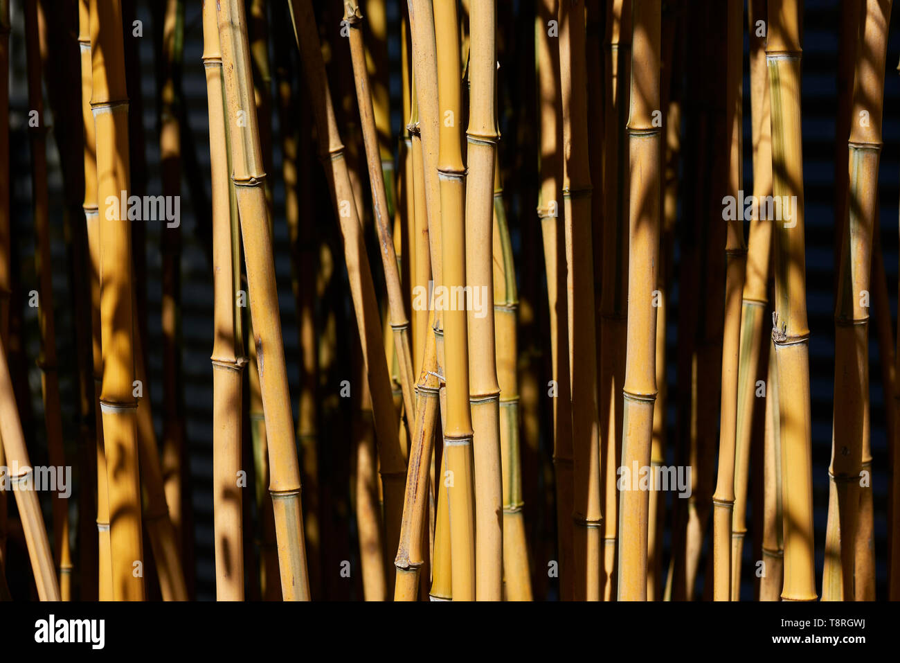 Bamboo cross section hi-res stock photography and images - Alamy