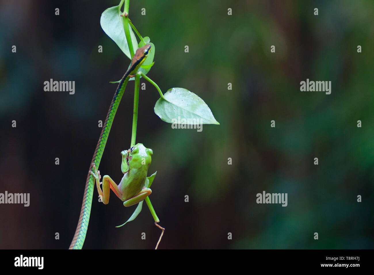 Tree snake hanging hi-res stock photography and images - Alamy