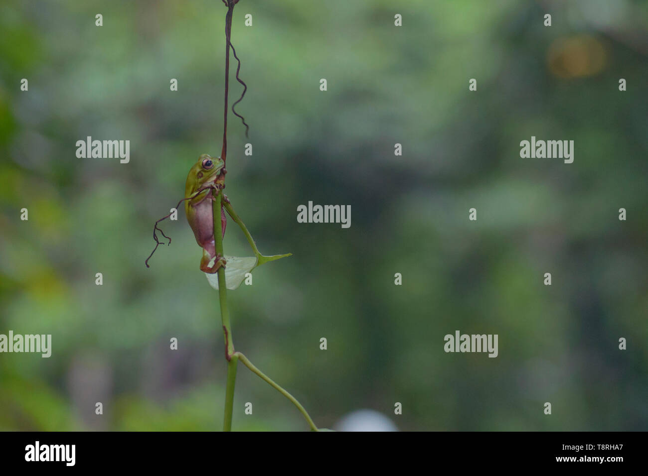 Hanging frog green tree frog hi-res stock photography and images - Alamy