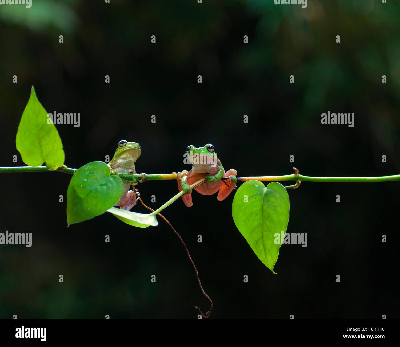 macro closeup of two green forest tree frog hanging on a branch Stock ...