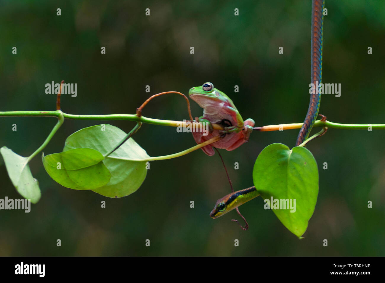 macro closeup of green forest tree frog hanging on a branch Stock Photo ...