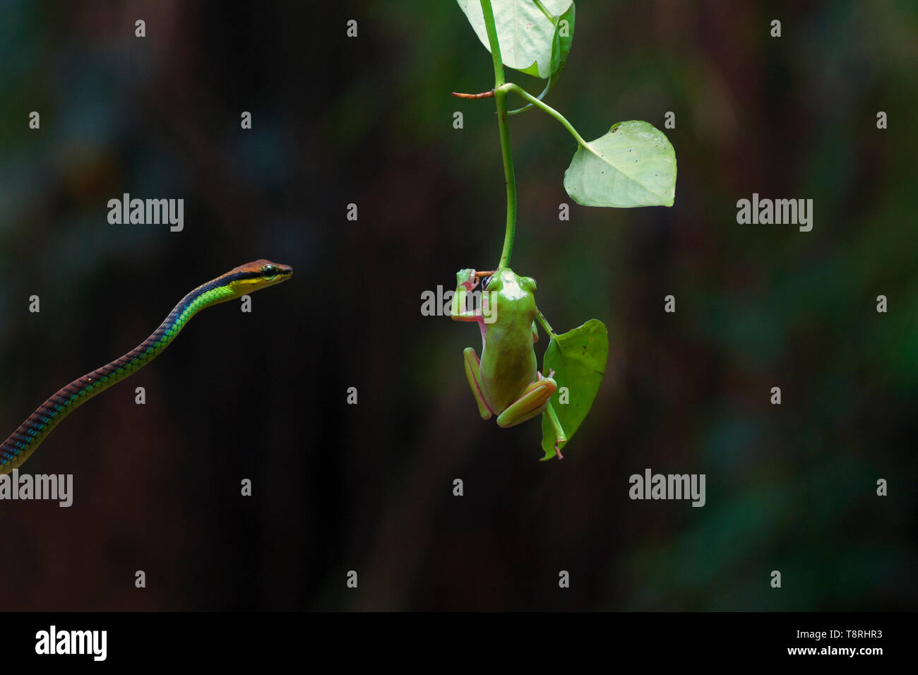 macro closeup of green forest tree frog and snake hanging on a branch ...