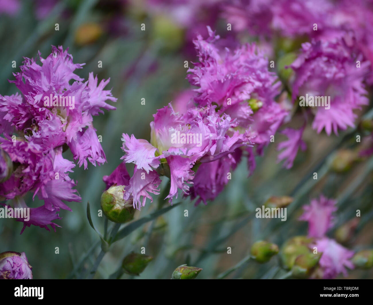 Dianthus Plumarius Spring Beauty