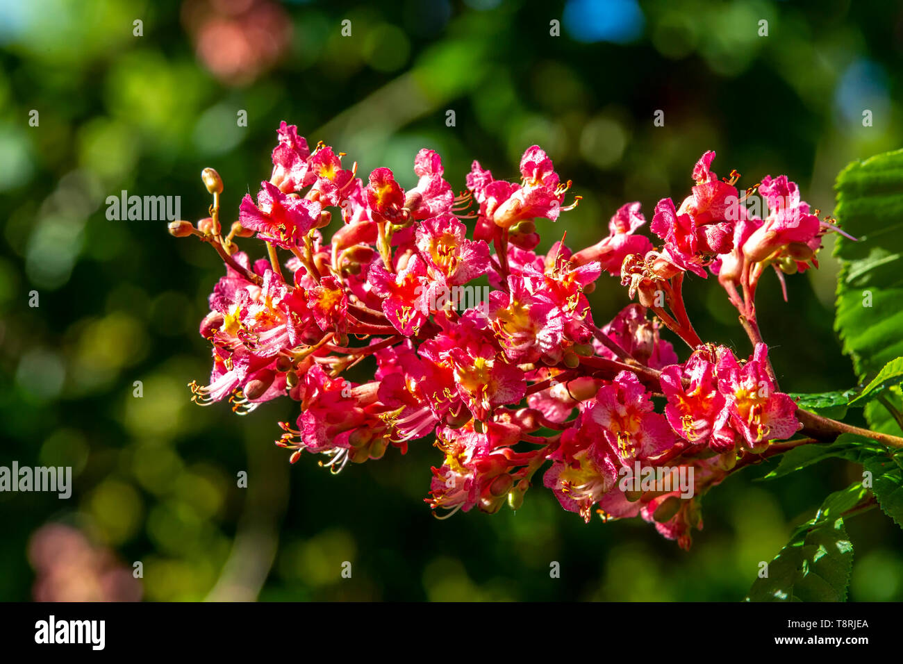 Aesculus x carnea 'Briotii' The Red Flowering Horse Chestnut Tree ...