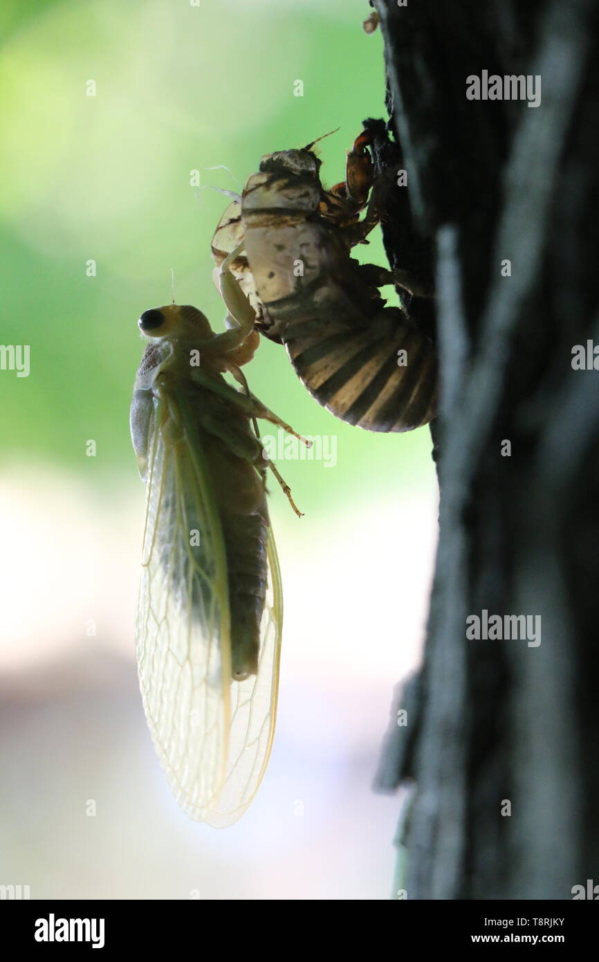 Cicada nymph hi-res stock photography and images - Alamy