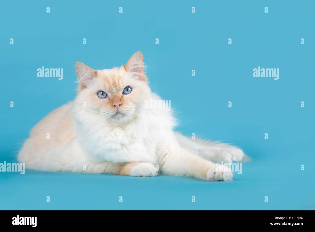 Pretty Ragdoll cat with blue eyes lying down on a blue background Stock ...