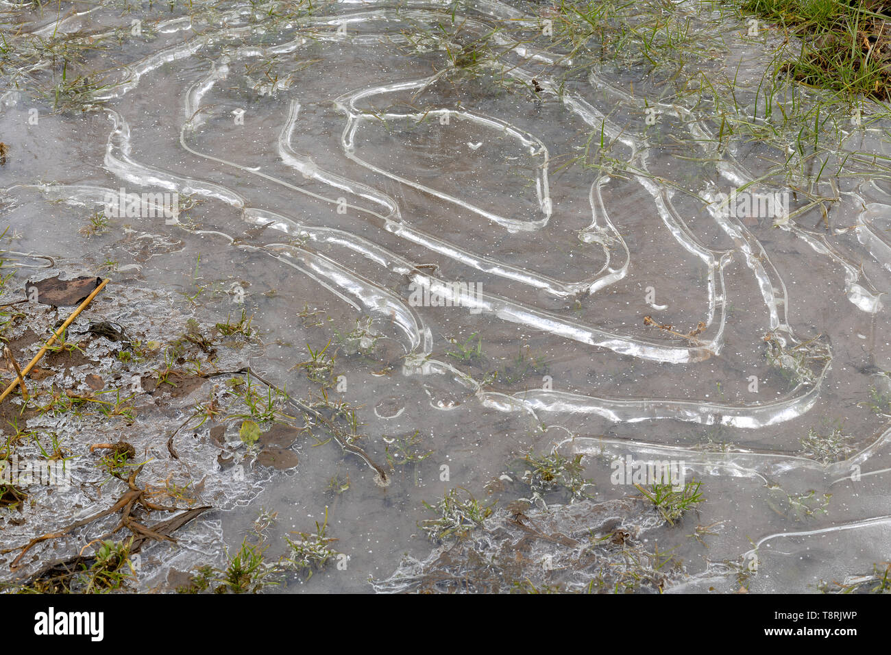 Frozen puddle with spacious circular air cavities and very small ...