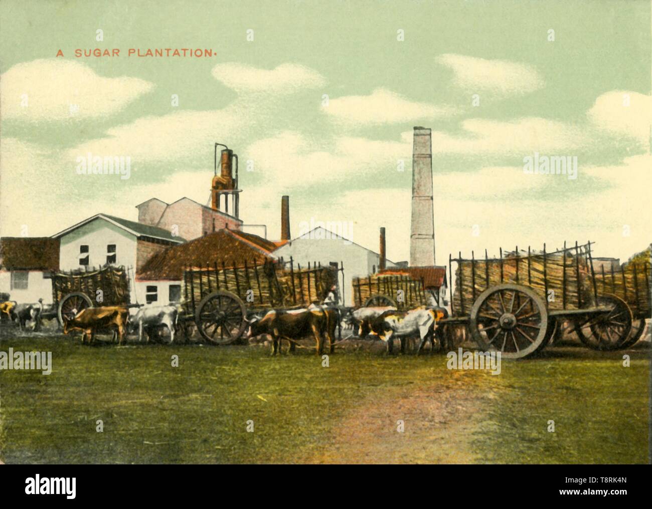 Cuba sugar cane plantation hi-res stock photography and images - Alamy