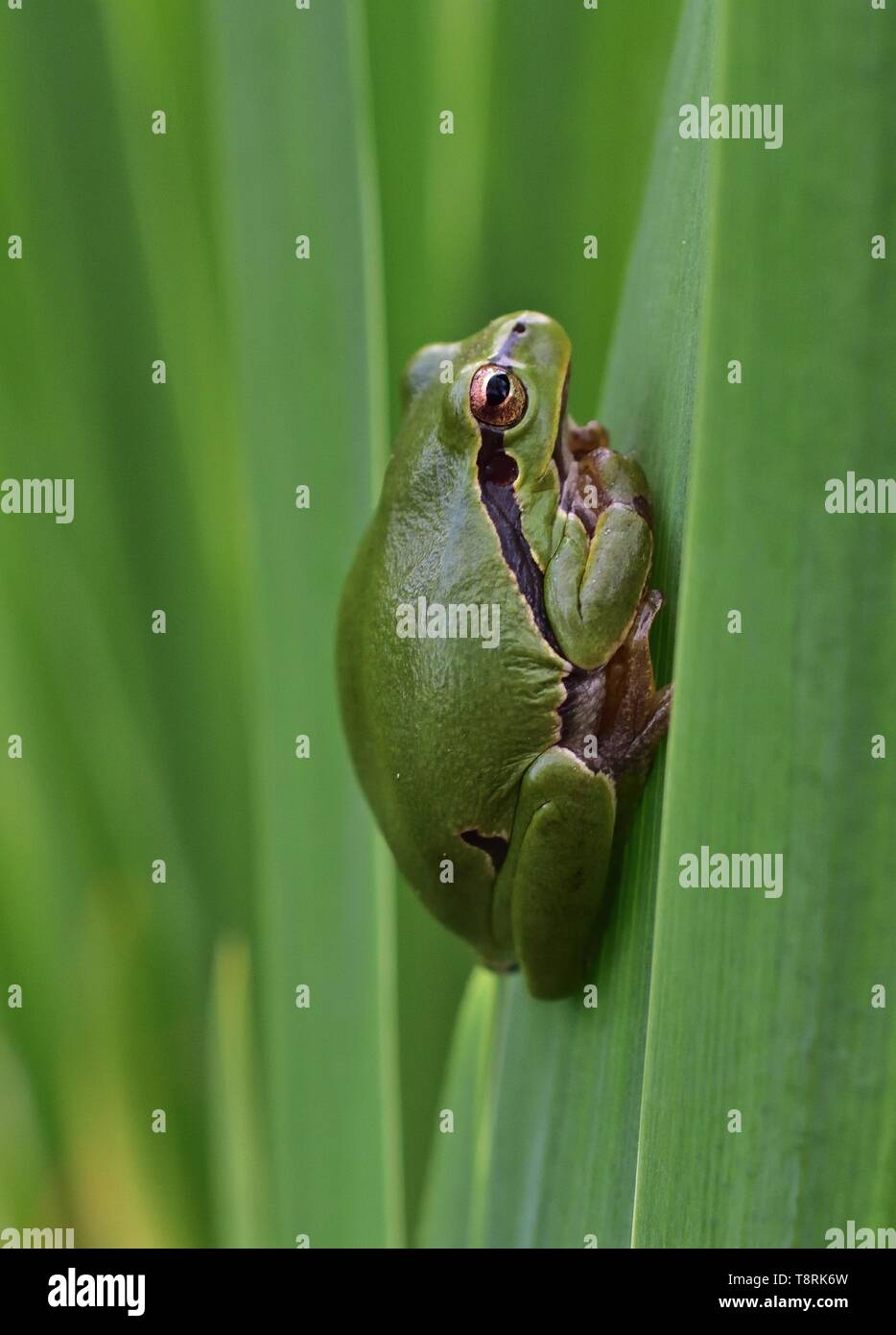Frog green hyla arborea animal hi-res stock photography and images - Alamy