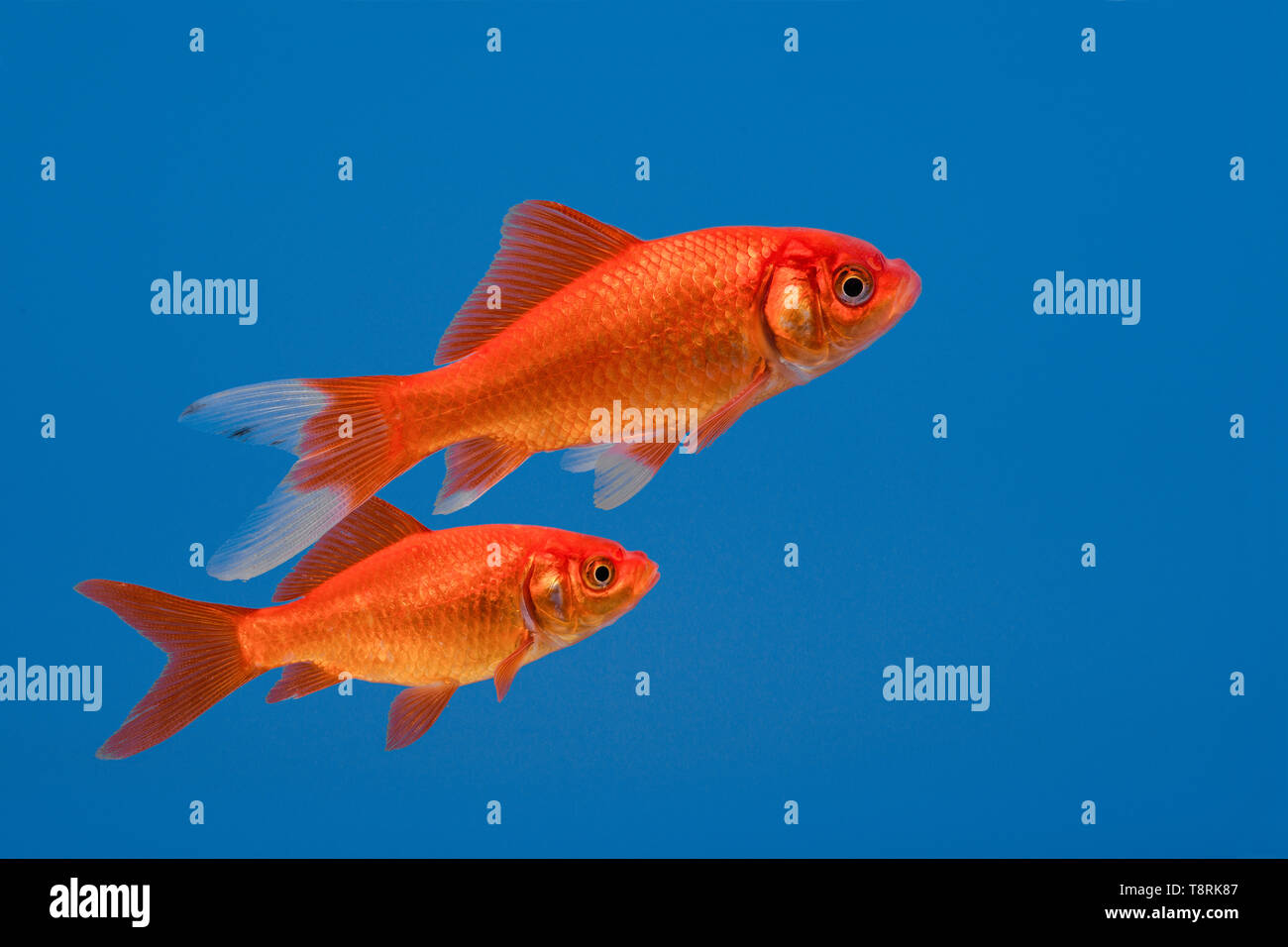 Two goldfish hi-res stock photography and images - Alamy