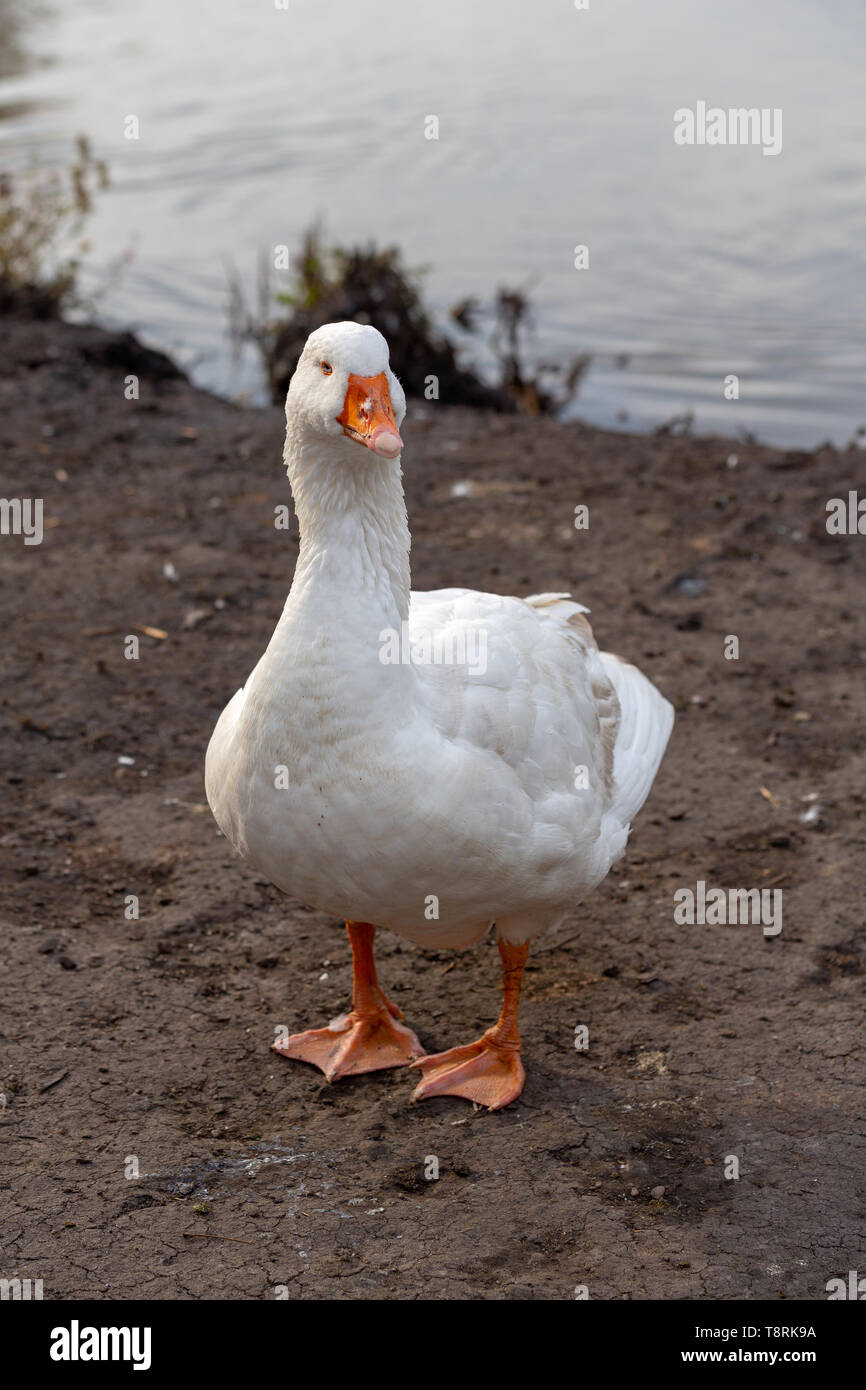 White Beak Rush High Resolution Stock Photography and Images - Alamy