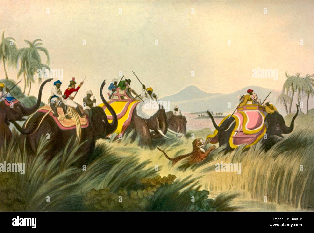 Tiger hunting with elephants hi-res stock photography and images - Alamy