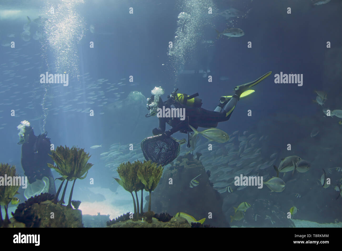 Marine biologist underwater hi-res stock photography and images - Alamy