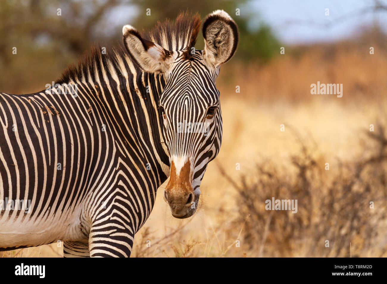 Grévy's zebra Grevy's Equus grevyi black and white narrow stripes dusty ...