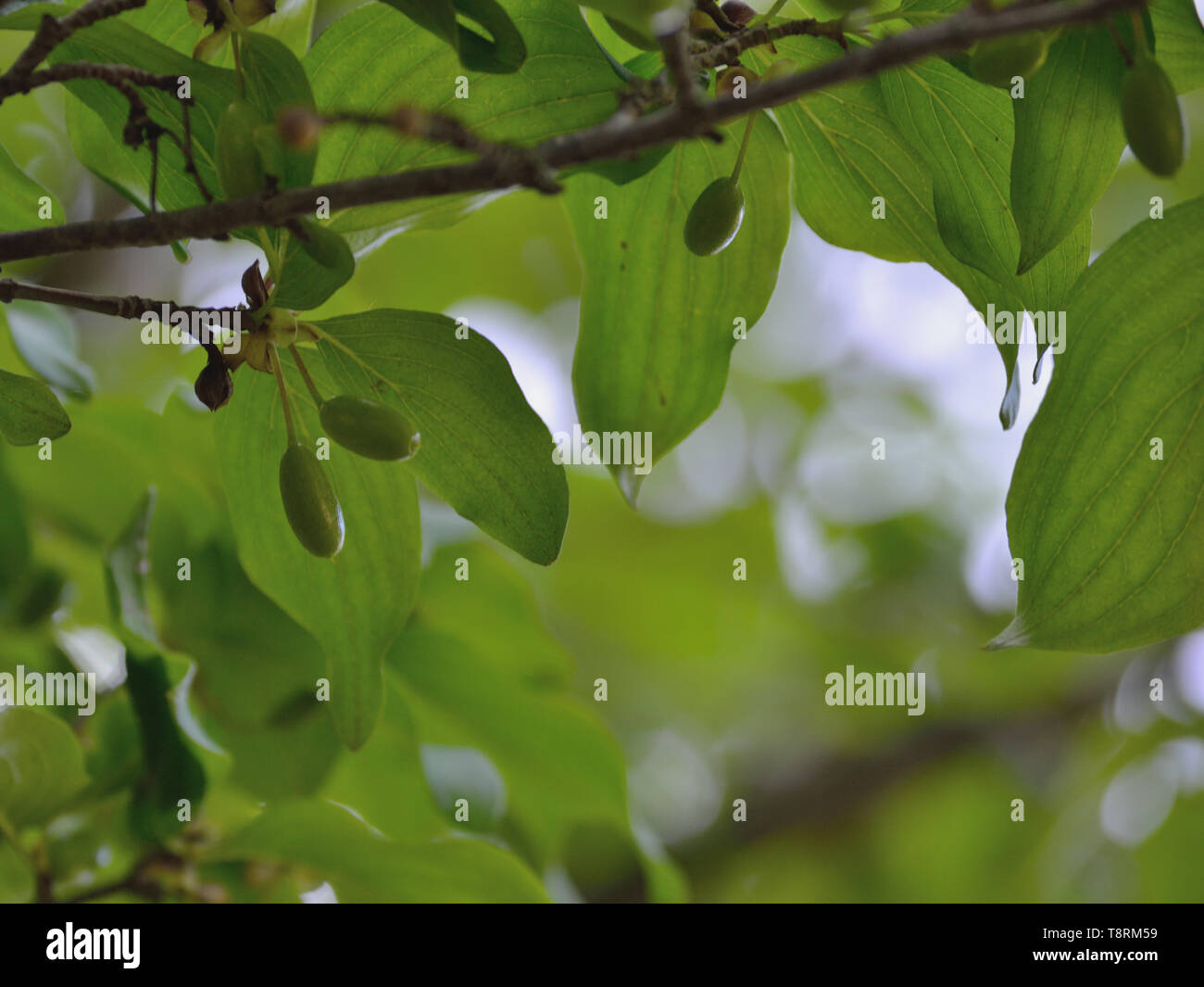 Green fruit of Cornus mas in spring Stock Photo - Alamy