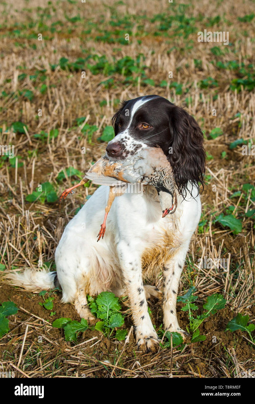An English Springer Spaniel working gun dog sat with a French, or red ...