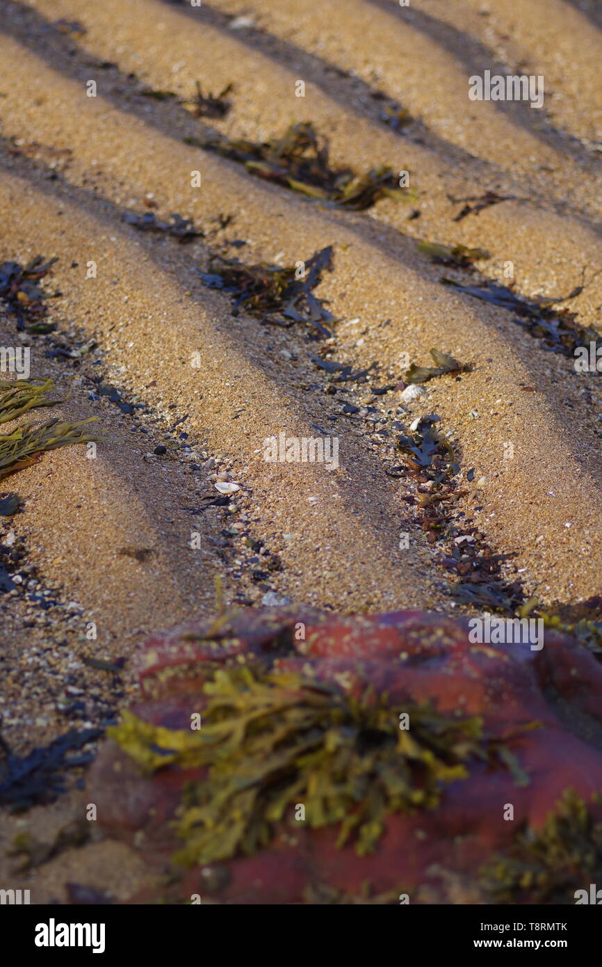Symmetrical Sand Ripples in Golden Beach Sand at Crail. Natural ...
