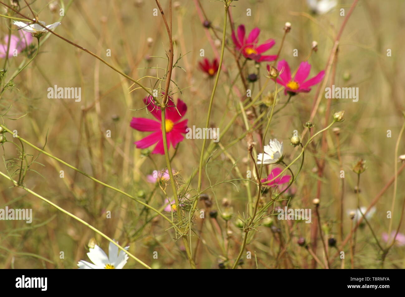 South african wild cosmos flowers hi-res stock photography and images ...