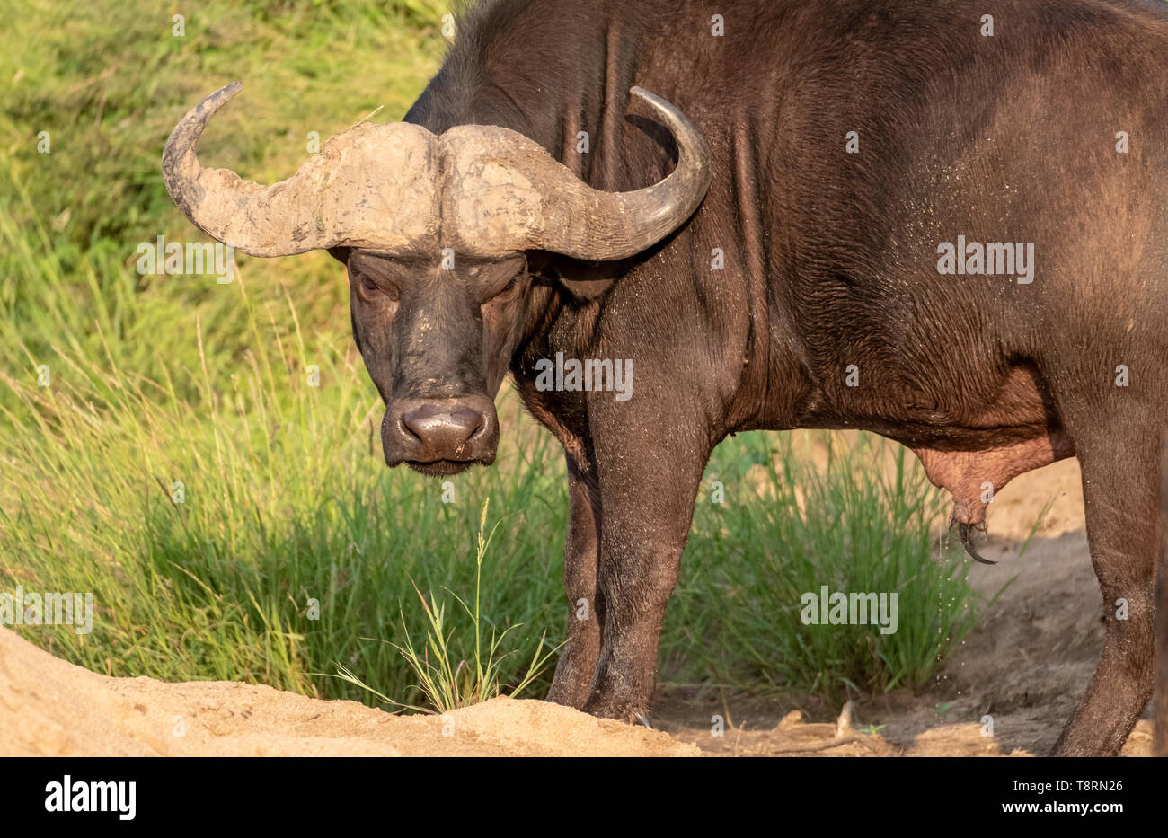 Angry looking bison hi-res stock photography and images - Alamy