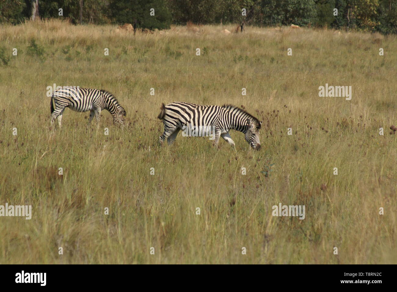 Awesome zebras hi-res stock photography and images - Alamy