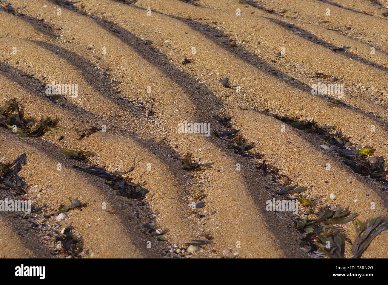 Symmetrical Sand Ripples in Golden Beach Sand at Crail. Natural ...