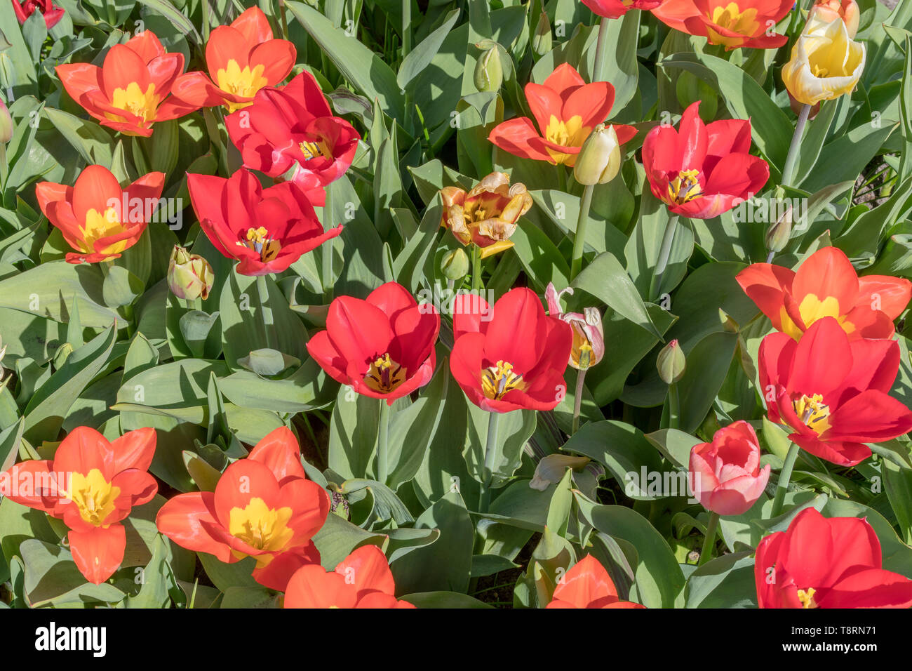 Group of red tulips in the park Stock Photo - Alamy