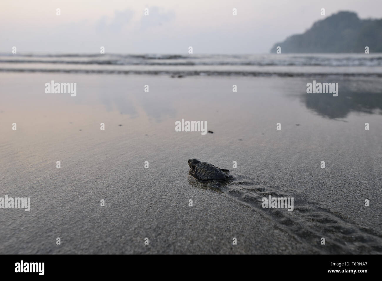 India, Baby turtle early morning on the Kalipur Beach of the Andaman ...