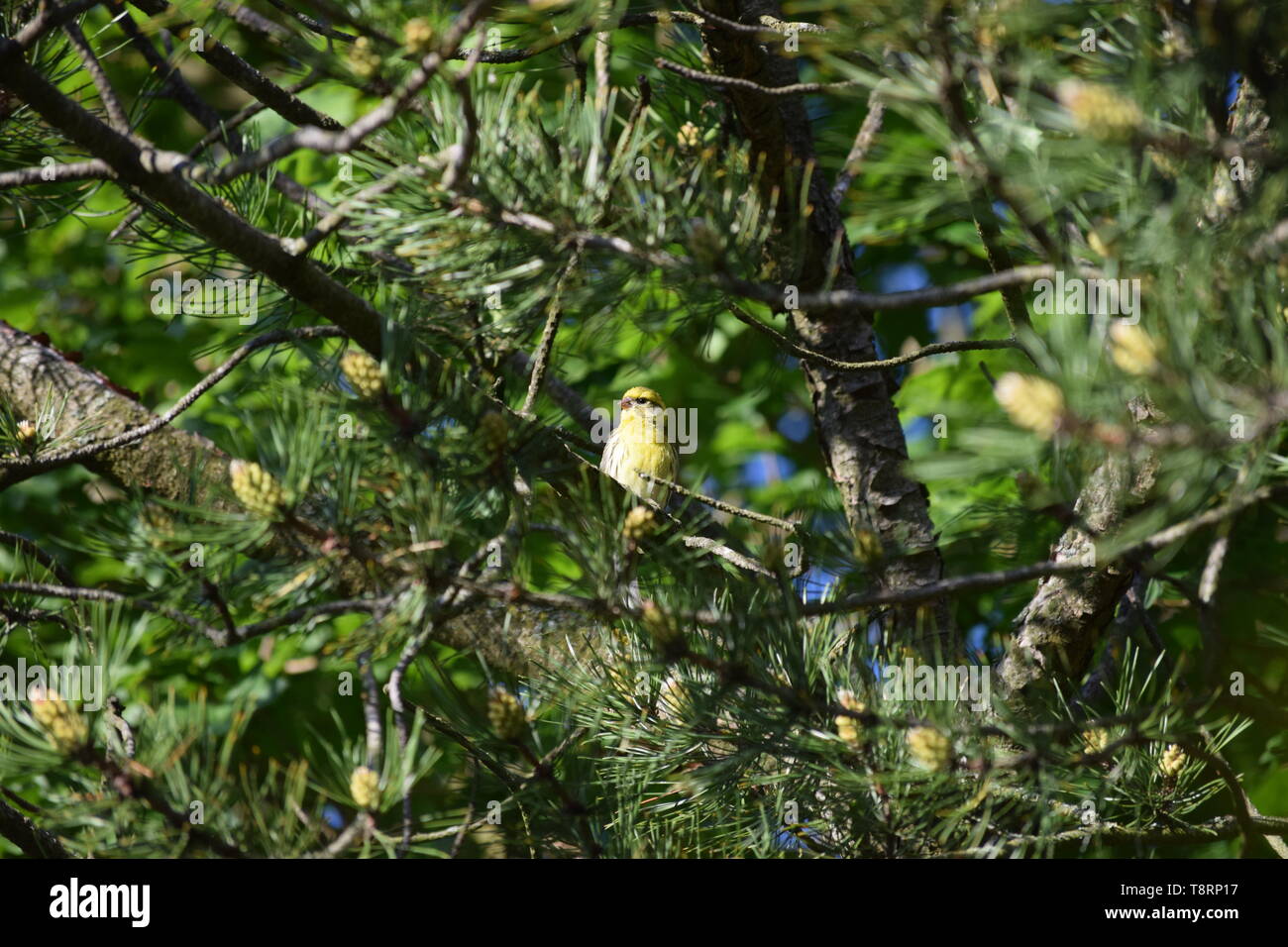 Serin garden hi-res stock photography and images - Alamy