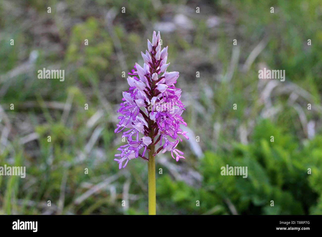 Wild orchids bloom in spring in Germany Stock Photo - Alamy