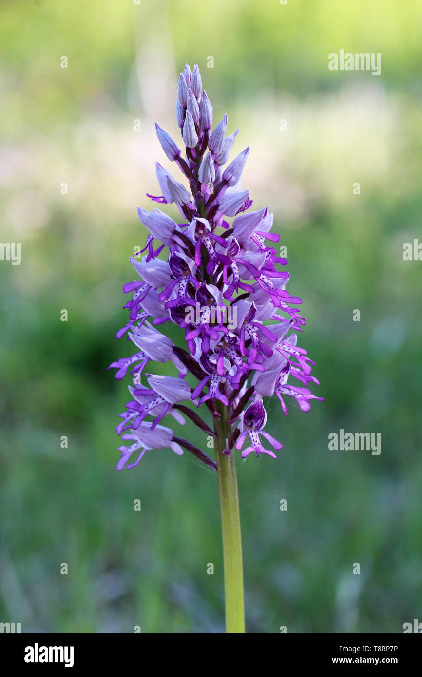 Wild orchids bloom in spring in Germany Stock Photo - Alamy