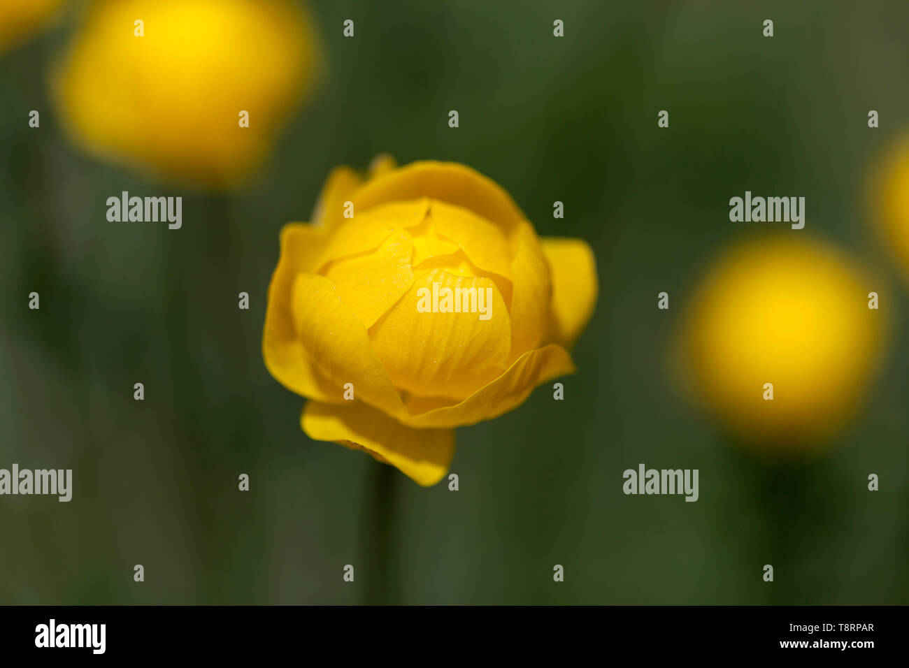 Troll flowers hi-res stock photography and images - Alamy