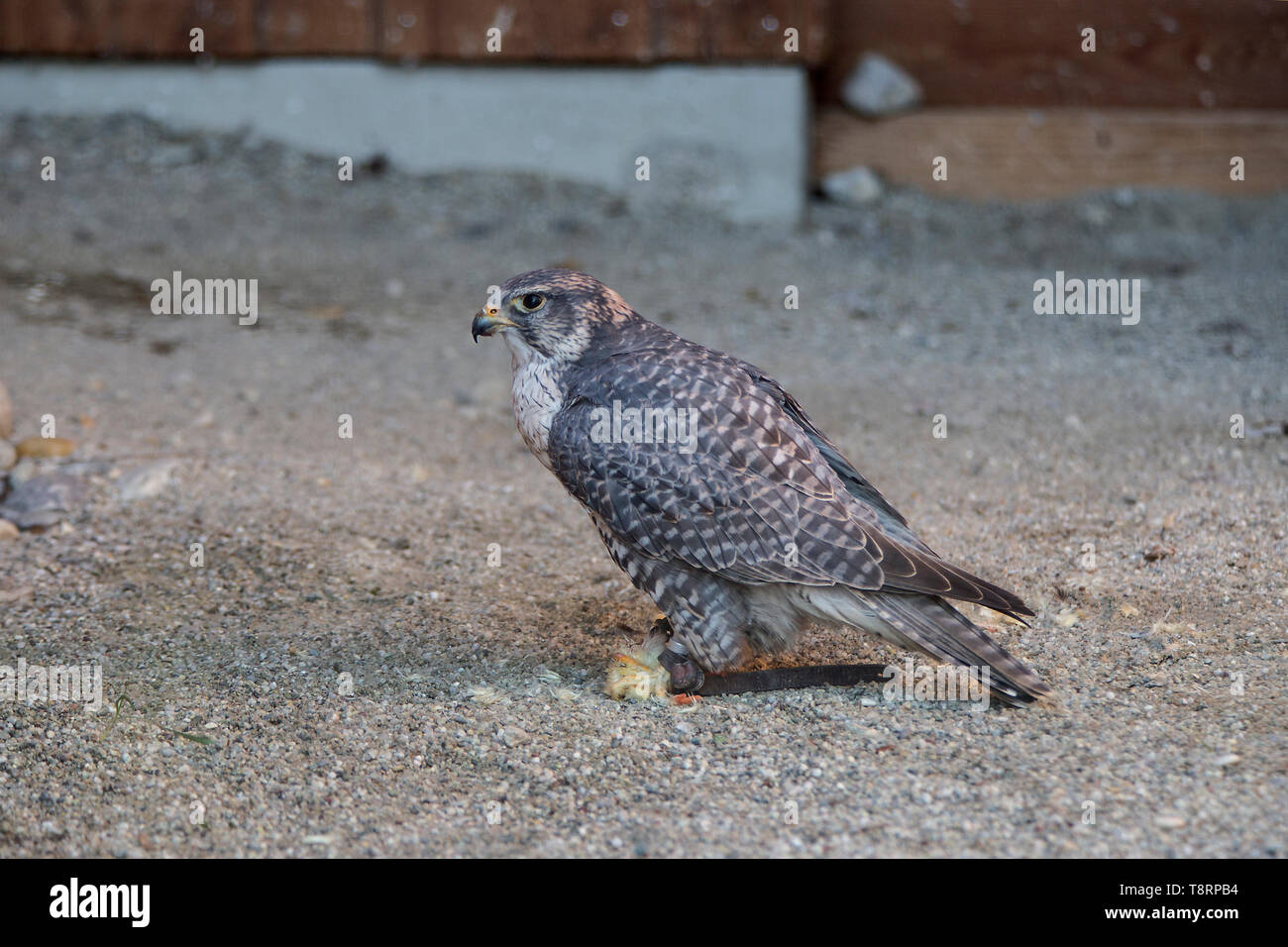 Peregrine falcon in sandy underground, indoors Stock Photo - Alamy