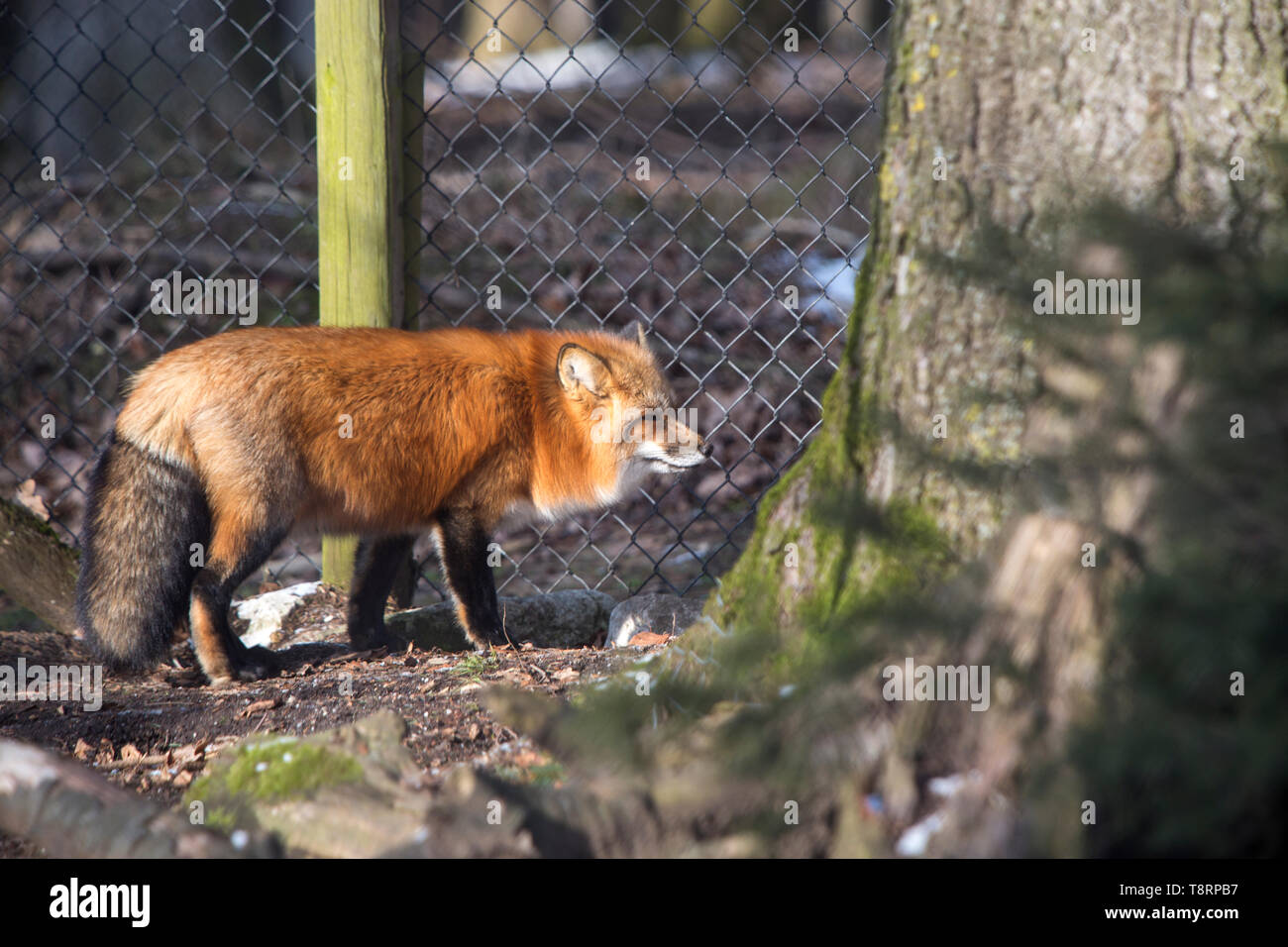 Orange fox hi-res stock photography and images - Alamy