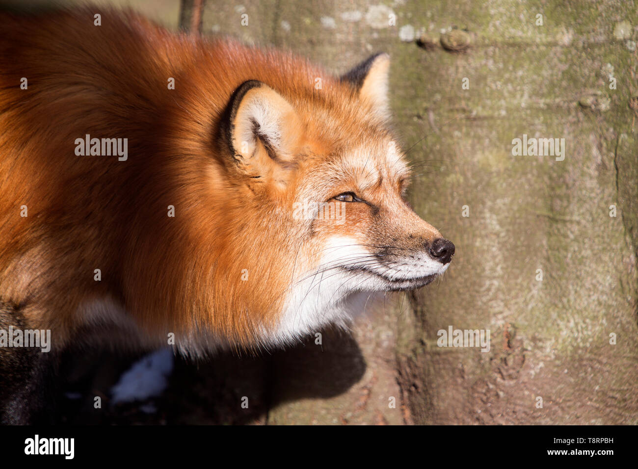 Orange fox hi-res stock photography and images - Alamy