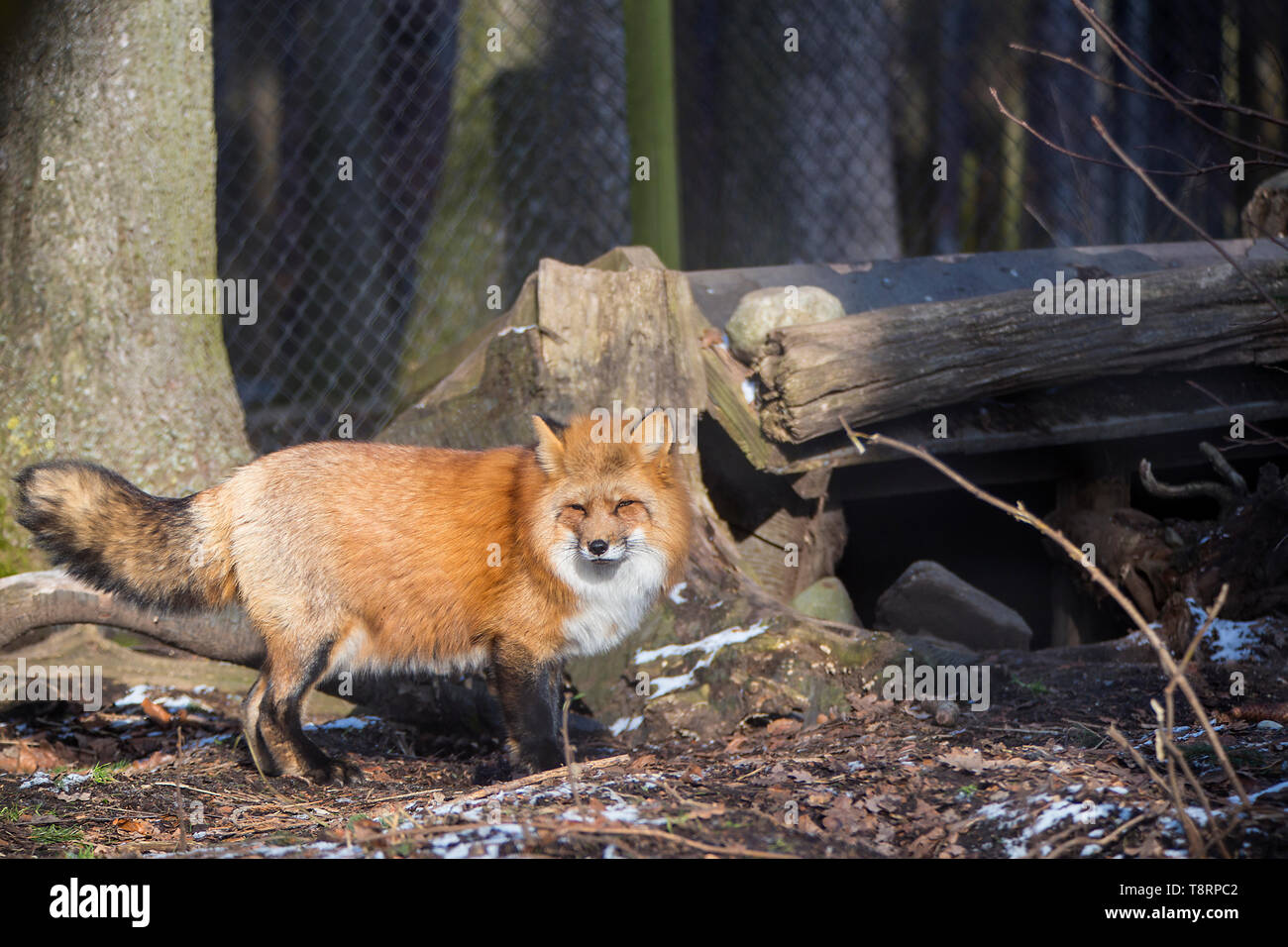 Orange fox hi-res stock photography and images - Alamy