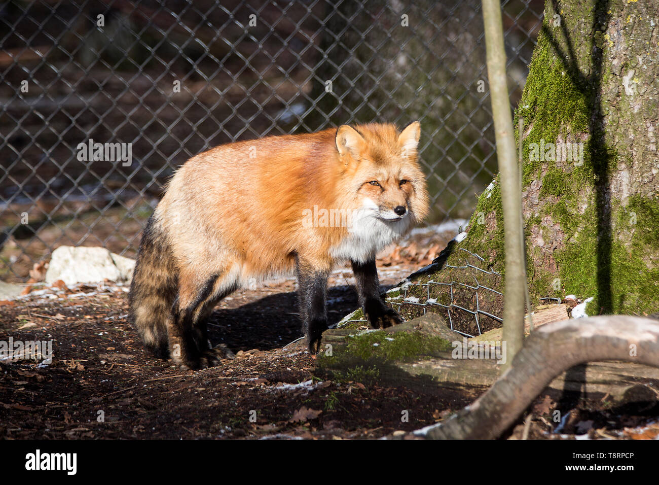 Orange fox outdoors in a park Stock Photo - Alamy