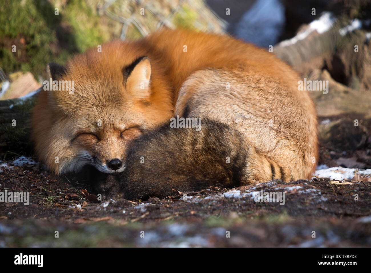 Sleeping fox in a forest Stock Photo - Alamy