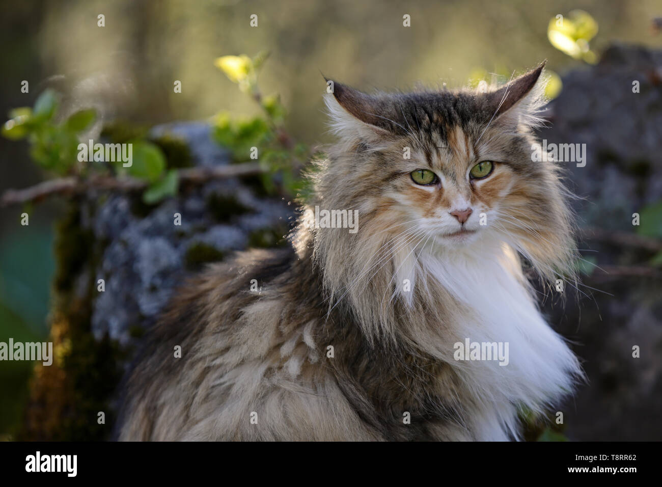 Beautiful Norwegian forest cat female sitting in garden in the evening ...