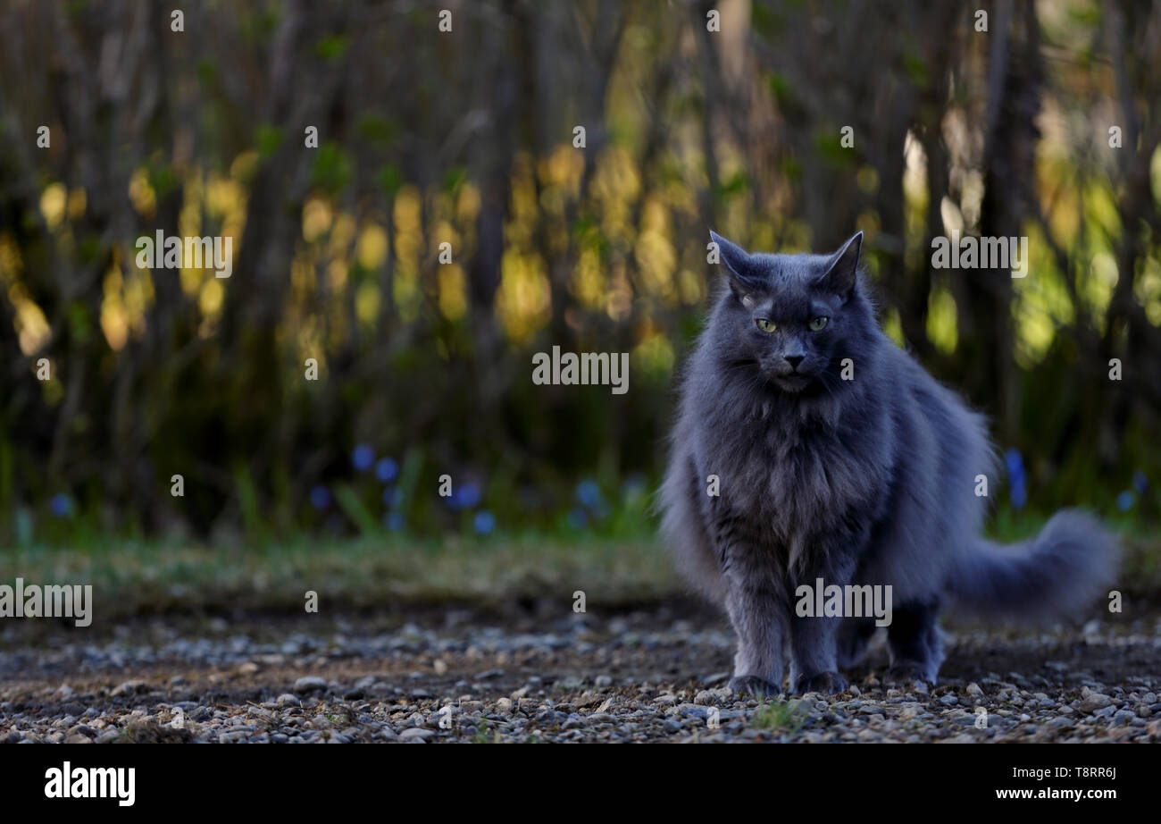 Blue norwegian forest cat female standing on the road in the evening ...