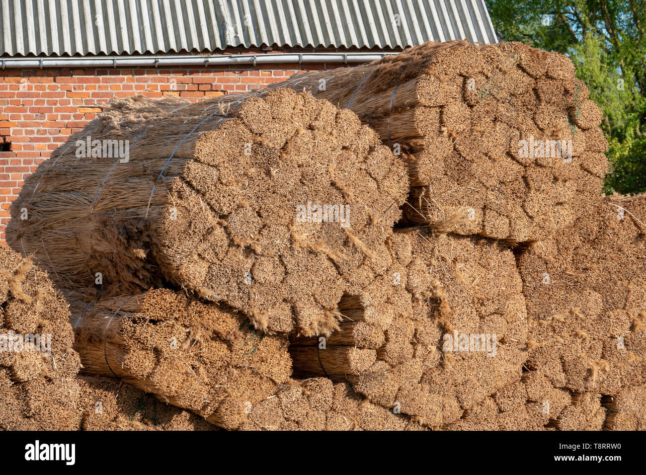 an old farmhouse is newly covered with reed Stock Photo - Alamy