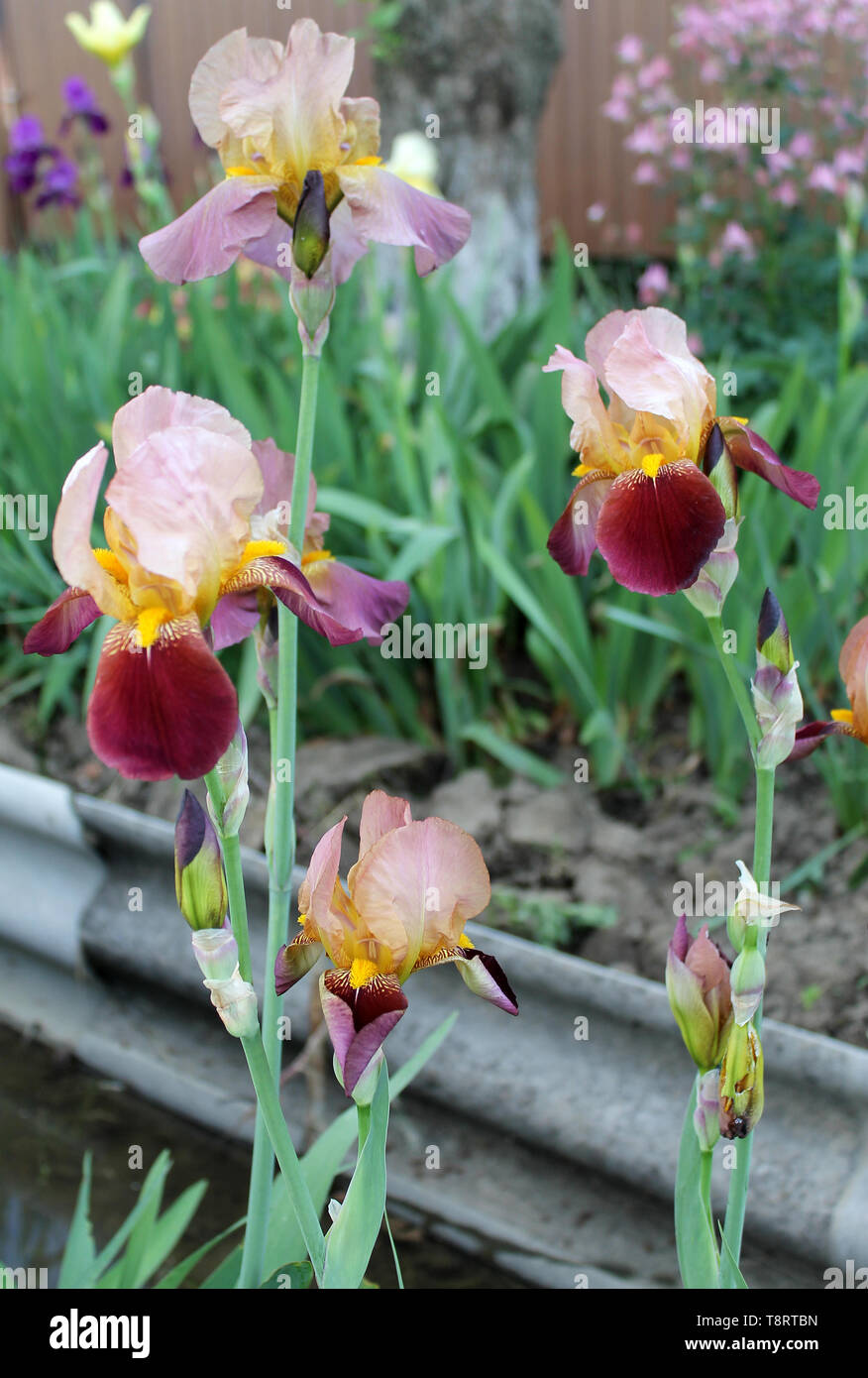 Beautiful purple flower in bloom on a crisp spring morning,The iris ...