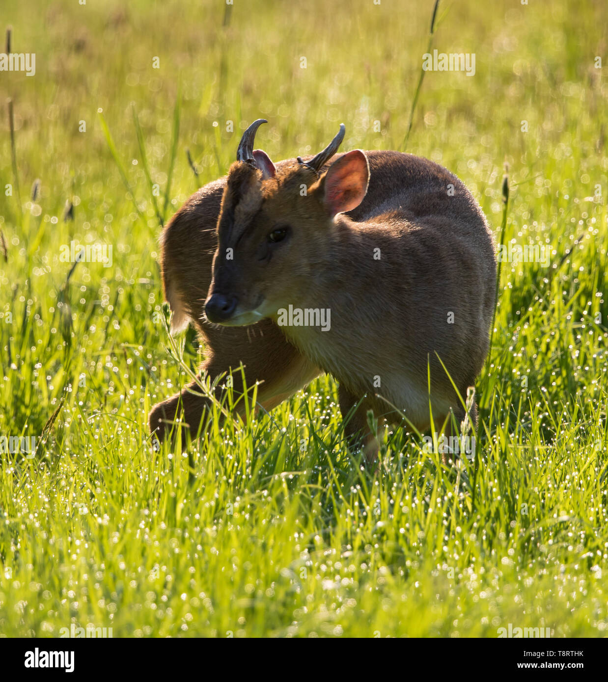 Muntjac Buck in beautiful back light browsing in a meadow Stock Photo ...