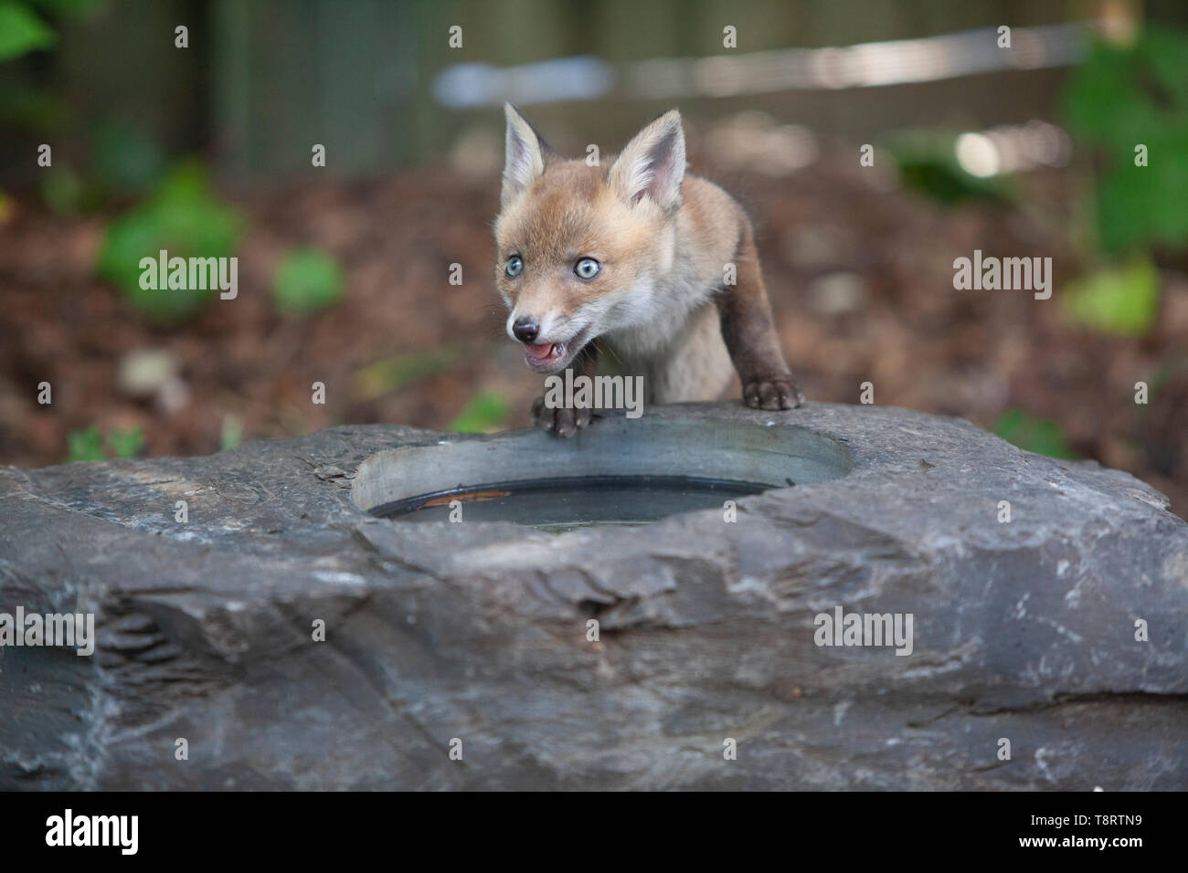 A young fox cub in a suburban garden in south London drinks from a ...