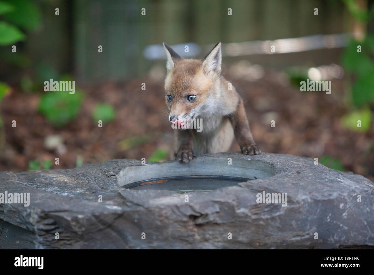 The fox sisters hi-res stock photography and images - Alamy